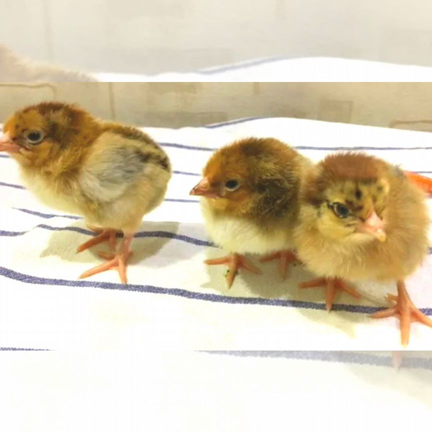 Петушки кучинские