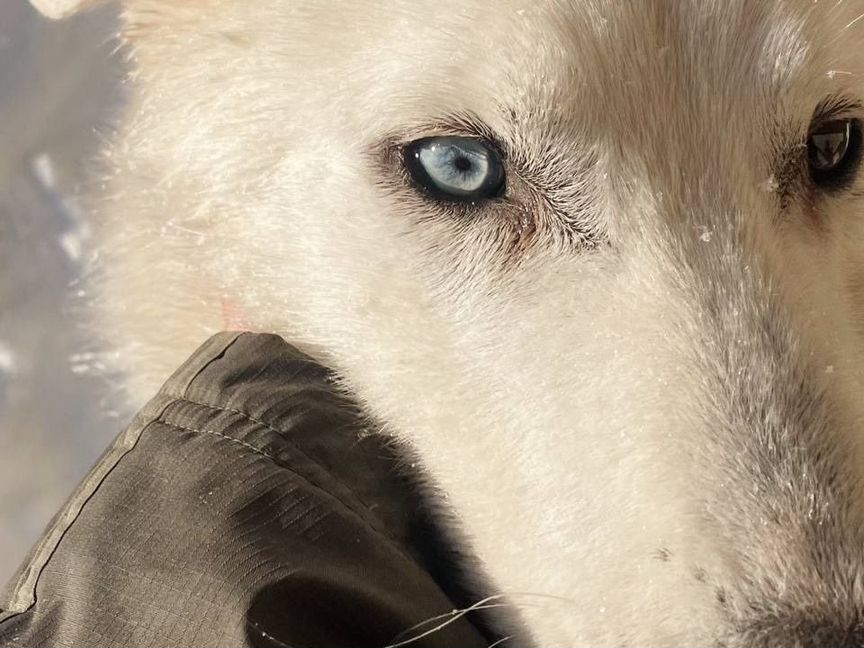 Собаку отдам бесплатно в добрые руки