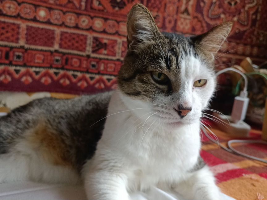 Кот 12 лет в добрые руки