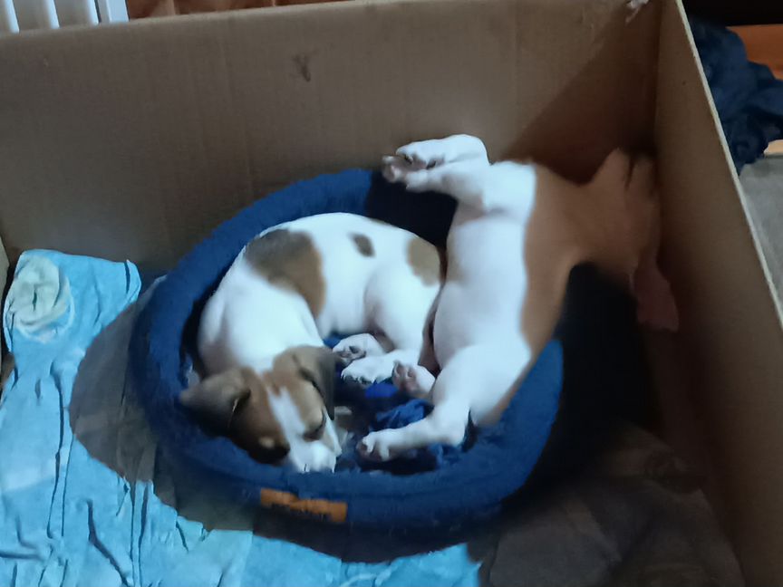 Щенок таксы и чихуахуа