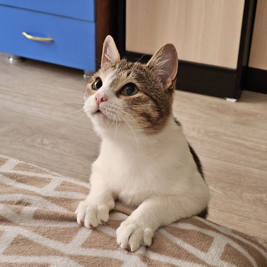 Кот
