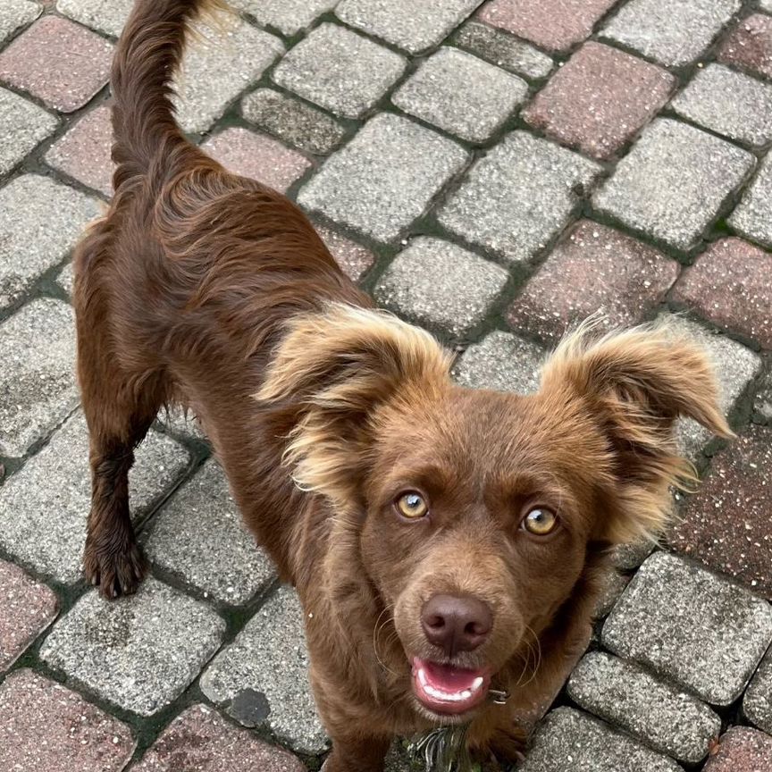 Редкой красоты маленькая собака