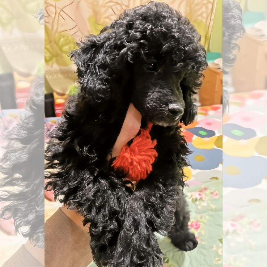 Пудель, щенок