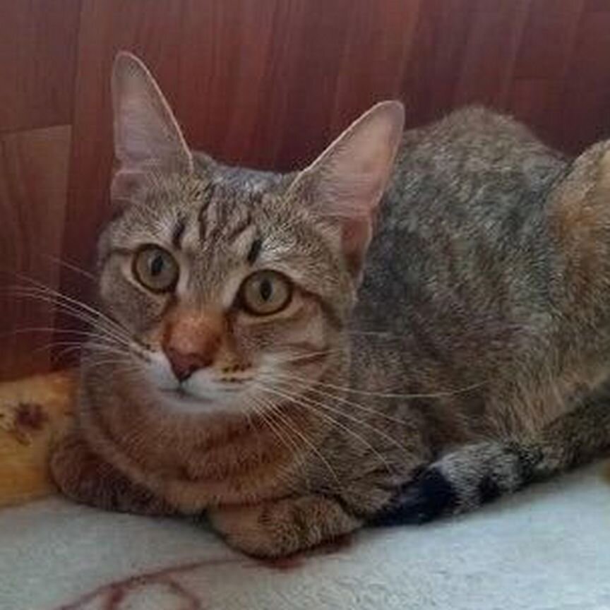 Котик Марик 1 год 3 мес в добрые руки шпрот