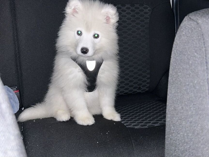 Продам щенка самоеда