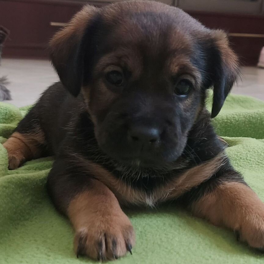 Щенки йорка