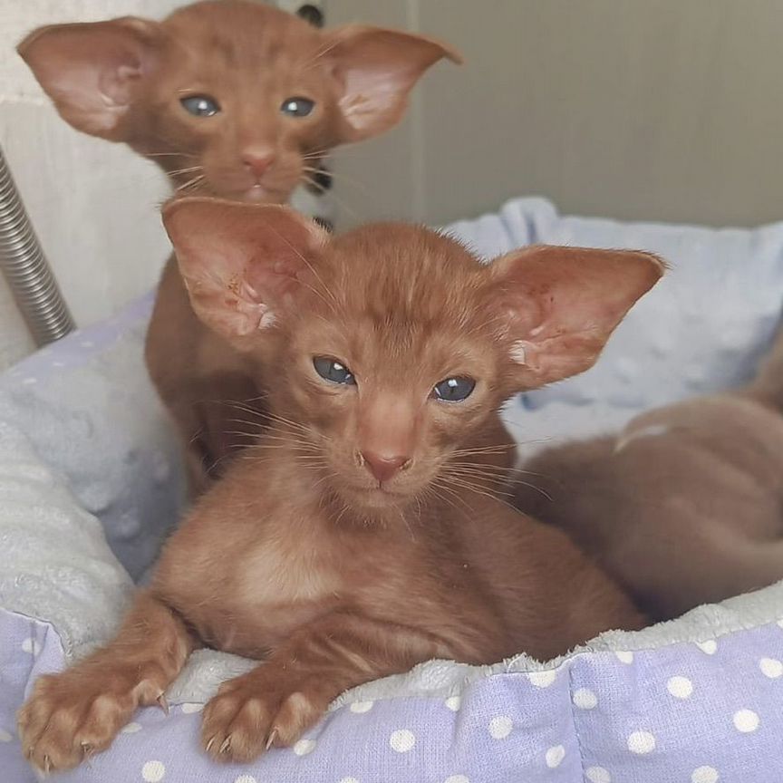 Ориентальные котята