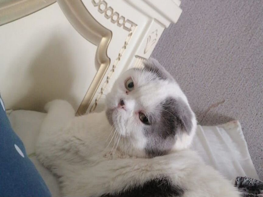 Шатланский вислоухий кот