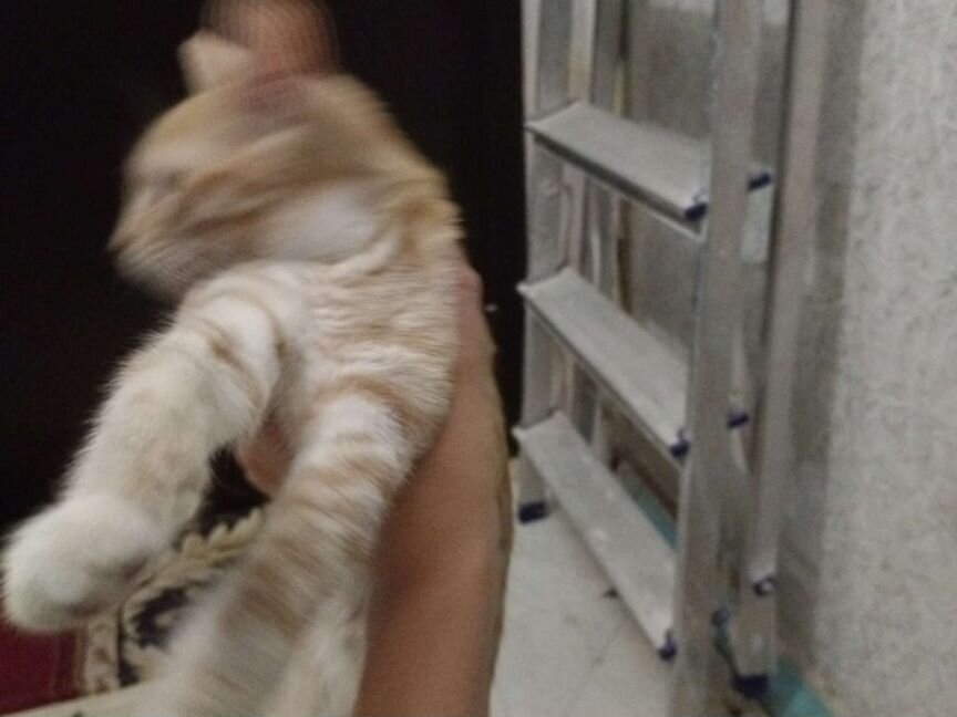 Рыжий котенок мальчик отдам в хорошие руки