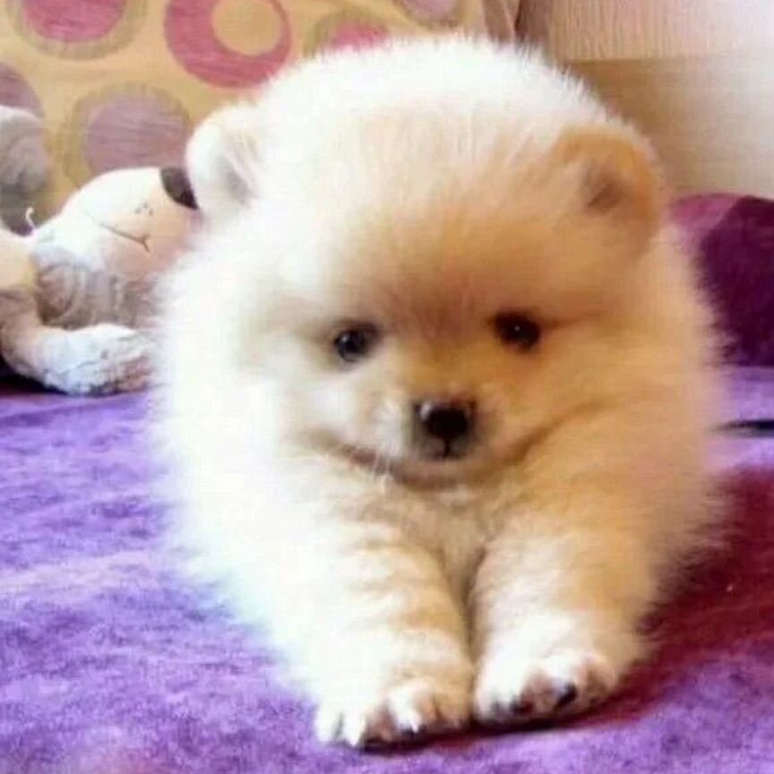 Померанский шпиц, щенок