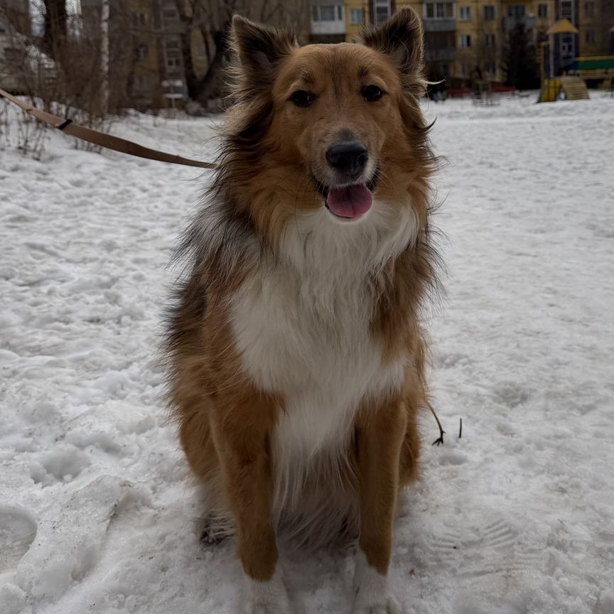 Колли, взрослая собака