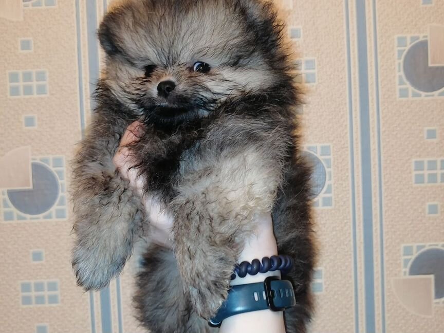 Щенки шпица