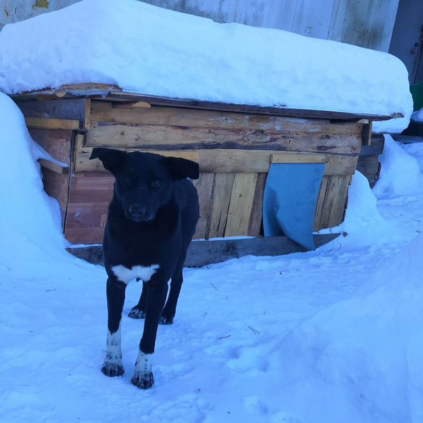 Взрослый пёс в добрые руки