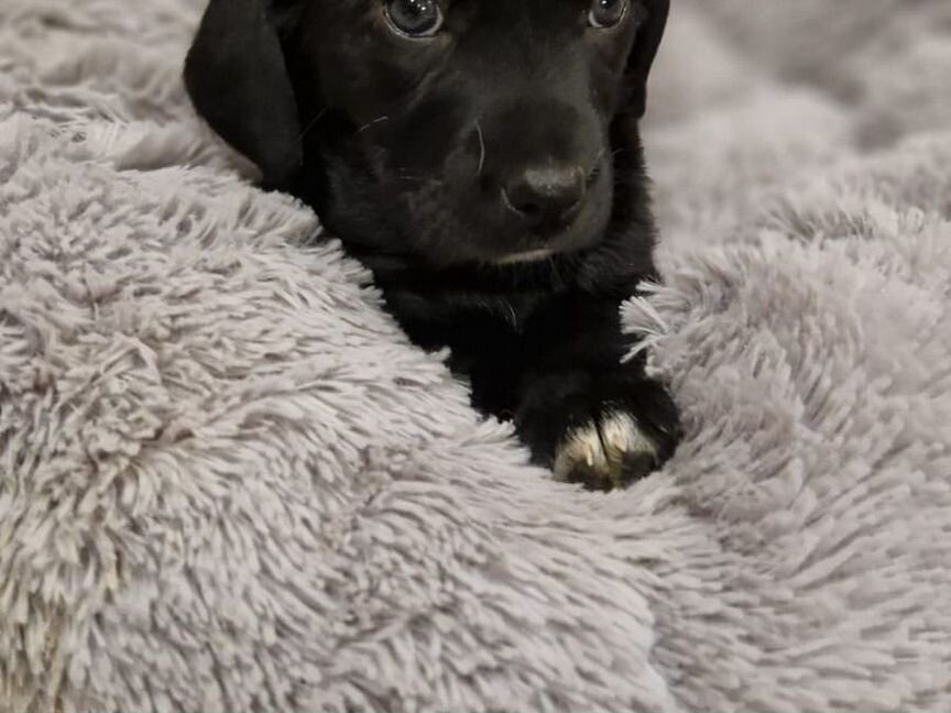 Собака щенки спаниель