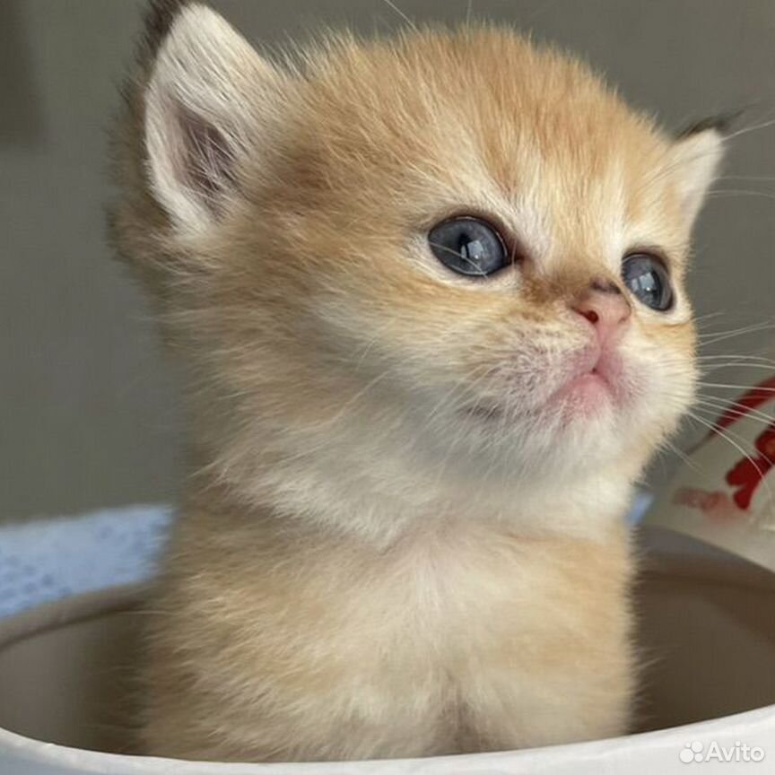 Шотландские золотые шиншиллы