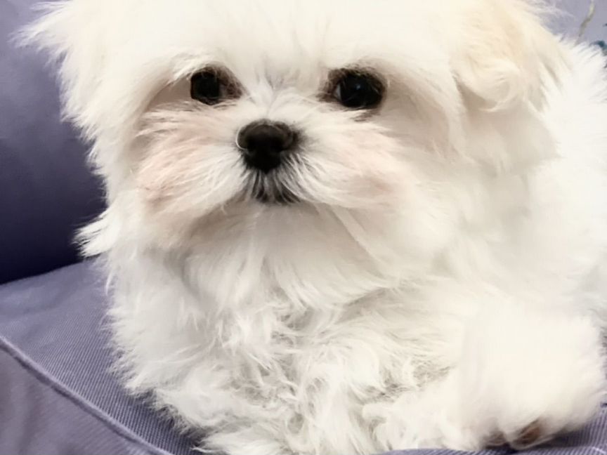 Очаровательная малышка мальтезе