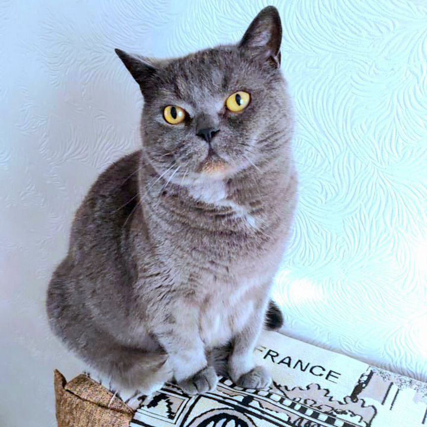 Кот