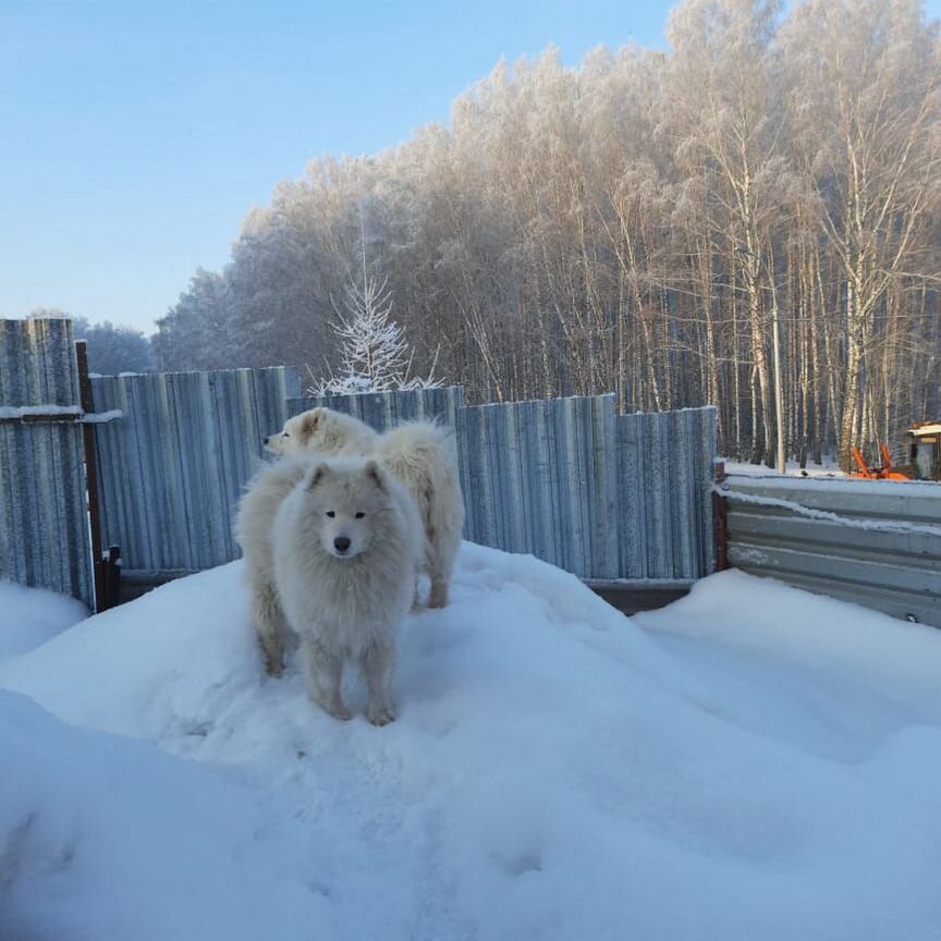 Продам щенков Самоедской лайки