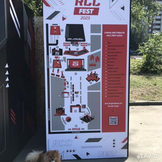 Шпиц ищет подруг