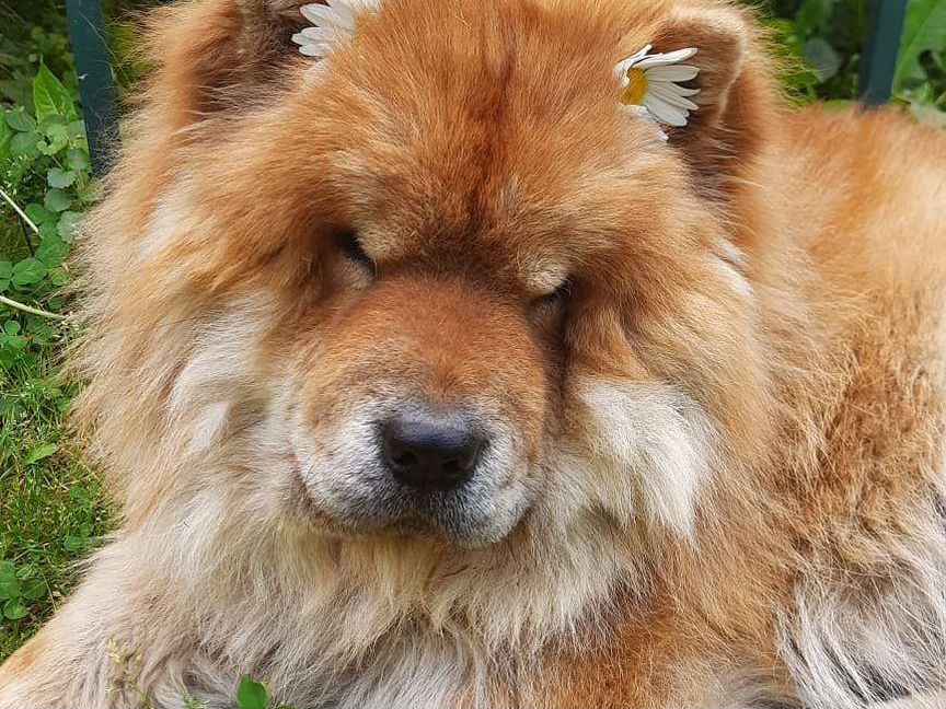 Чау-чау вязка