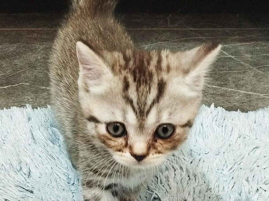 Шотландский котенок скоттиш страйт