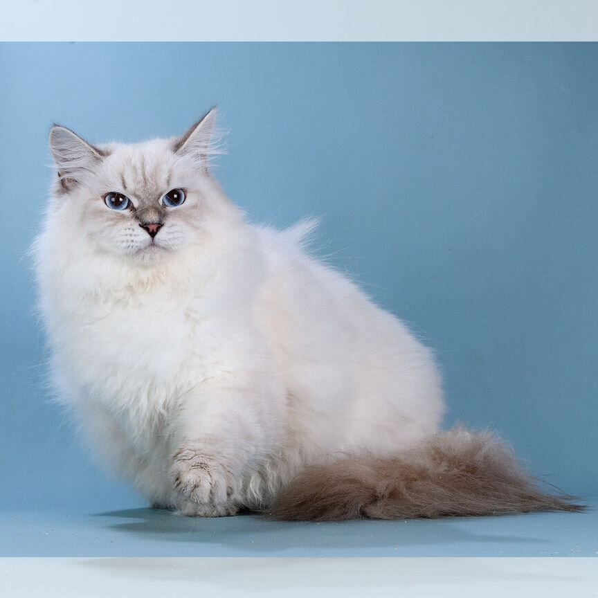 Кот невский маскарадный