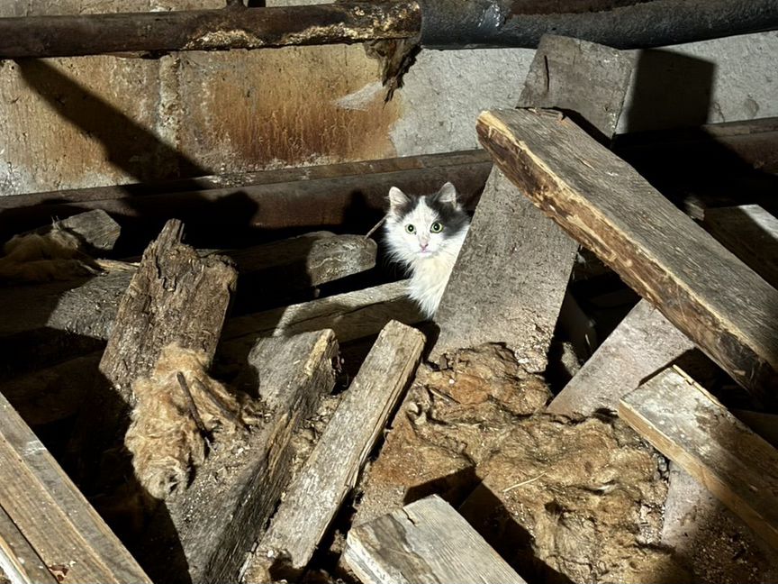 Котята в добрые руки бесплатно