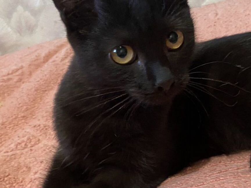 Кошечка в добрые руки 4мес мышеловка крысоловка