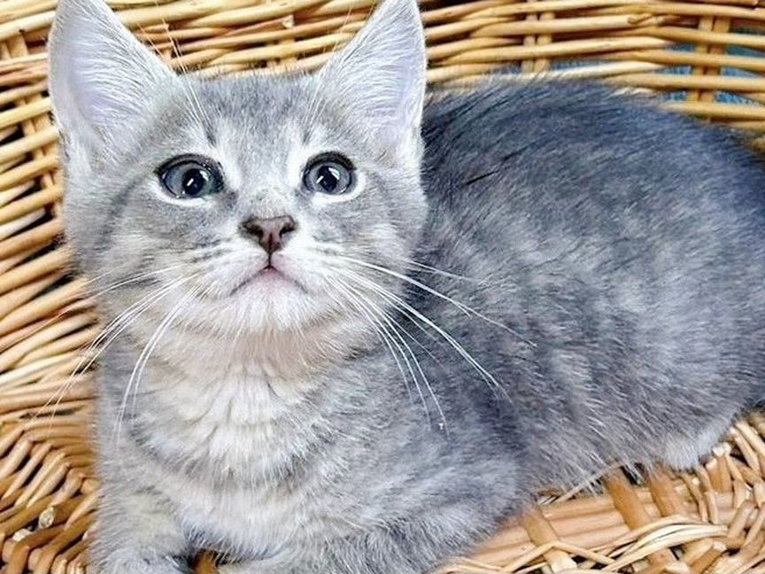 Котята (мал., 2 мес, серенький и черный)