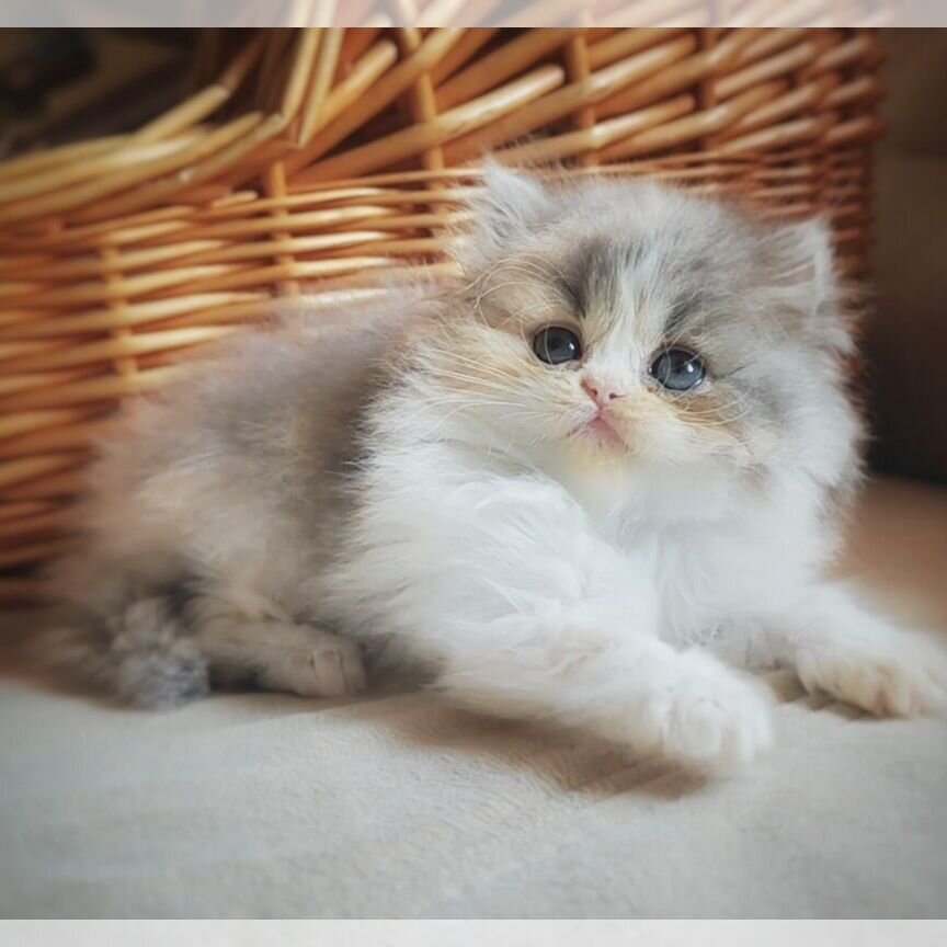 Шотландский прямоухий длинношёрстный котёнок