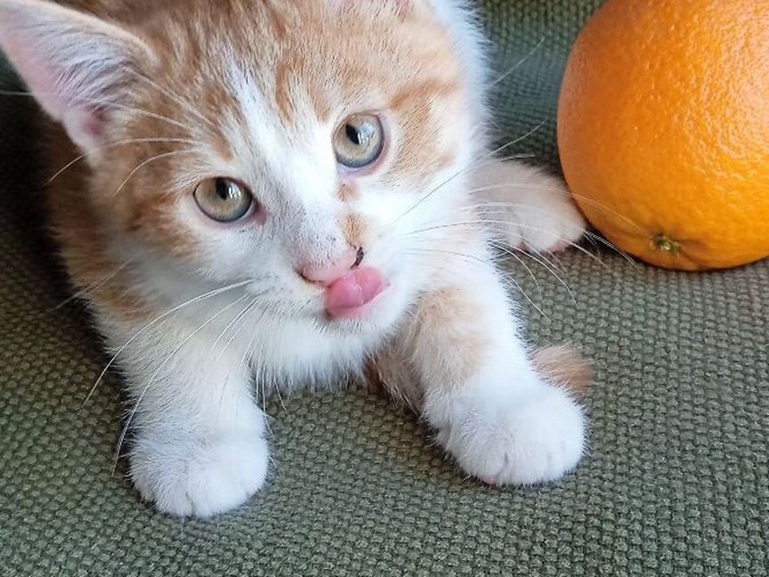Очень рыжий коть