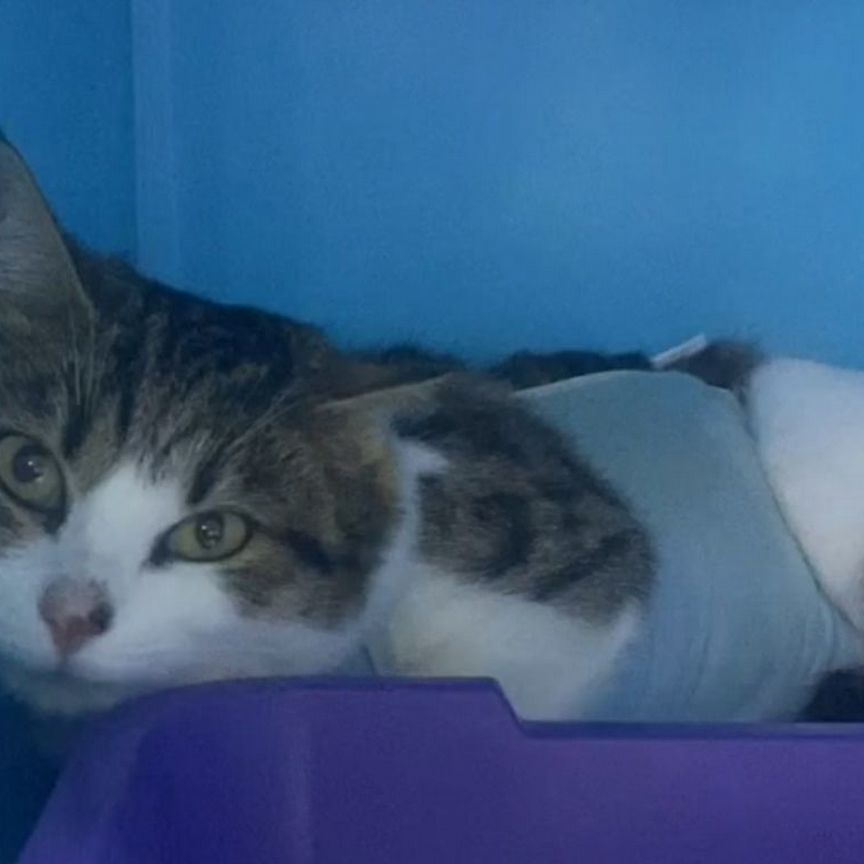 Горошек выпустят на дачи на снег. Мама, заметь