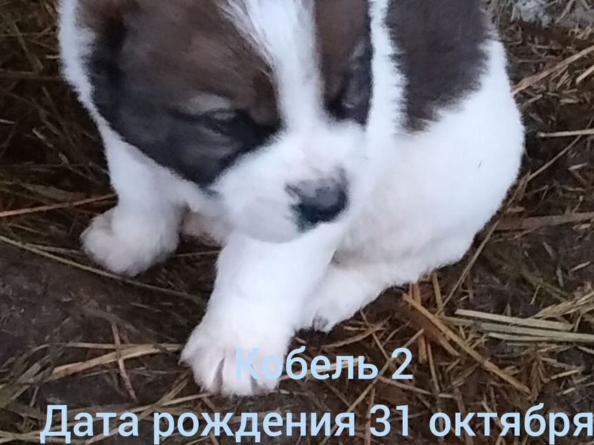 Алабай