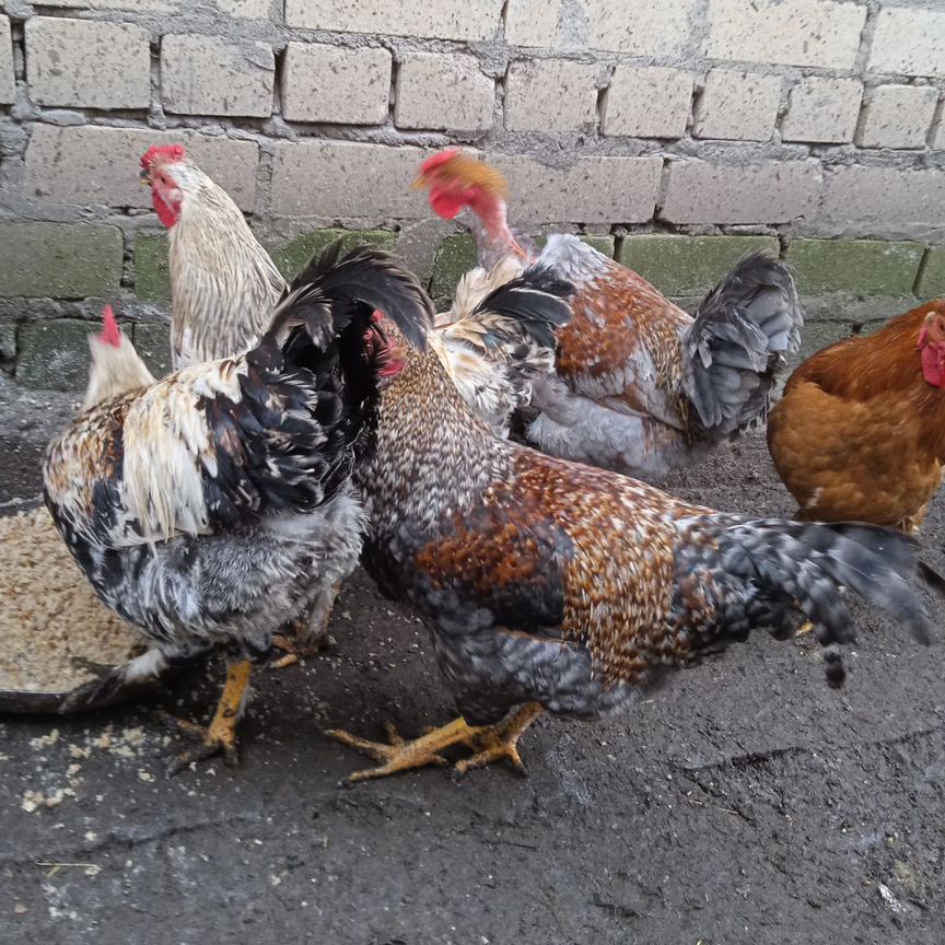 Петухи домашние