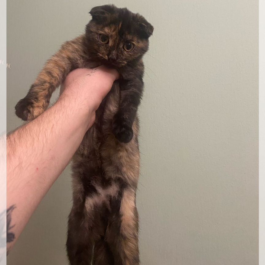 Шотландский вислоухий короткошёрстный котёнок