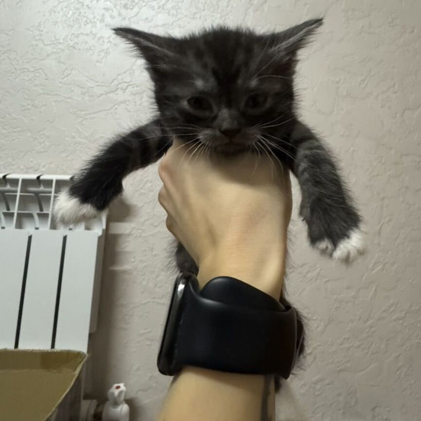 Котёнок в добрые руки