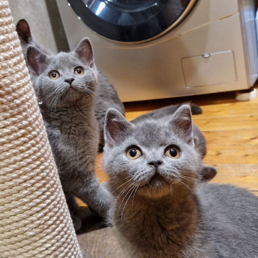 Британские котята