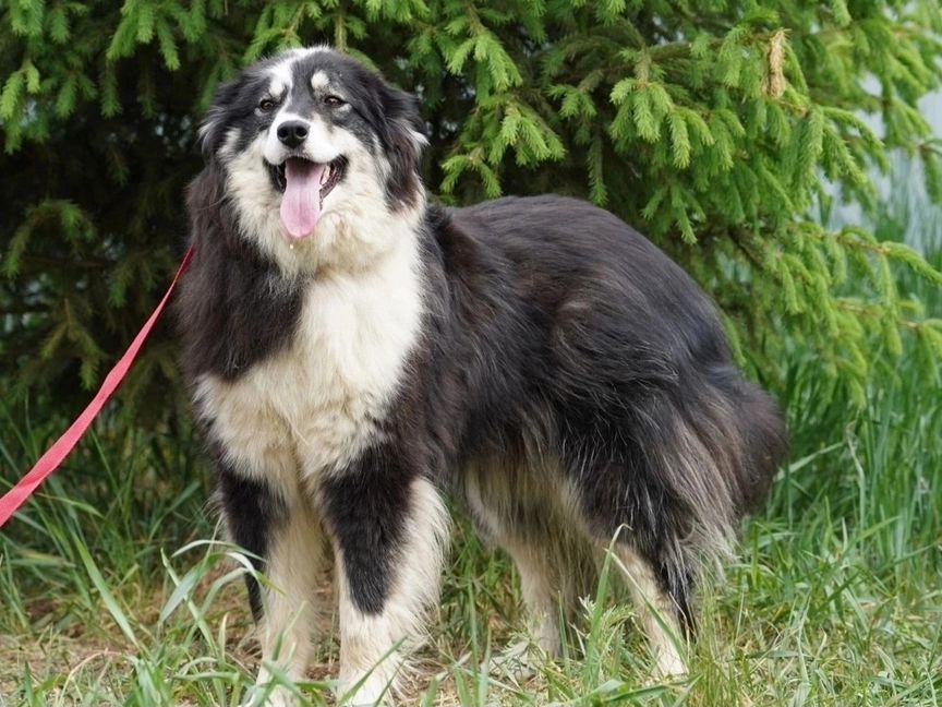 Куколка в поисках дома