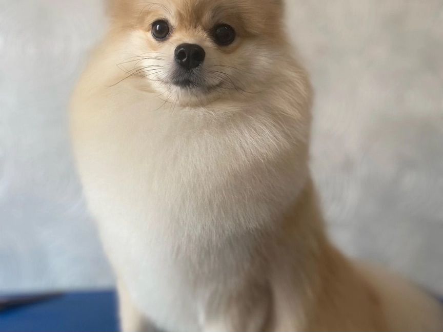 Ищем Невесту красотку Шпицулю