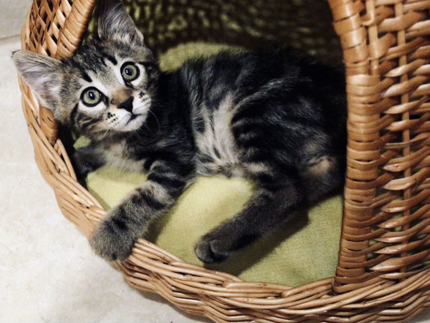 Котёнок Гарфилд ищет самый лучший дом