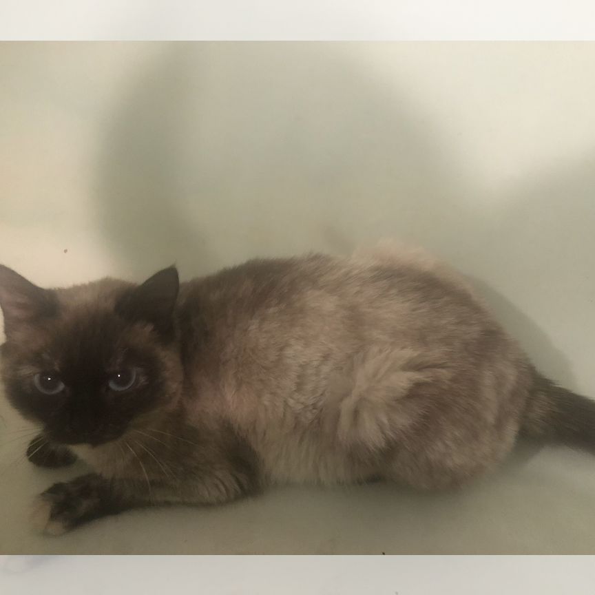 Сиамская кошка, взрослая