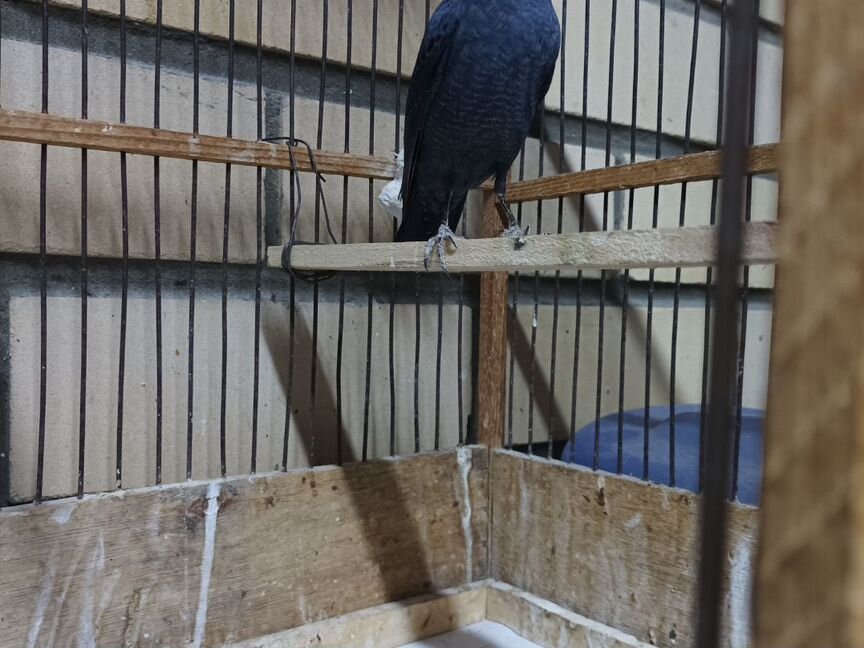 Синий каменный дрозд