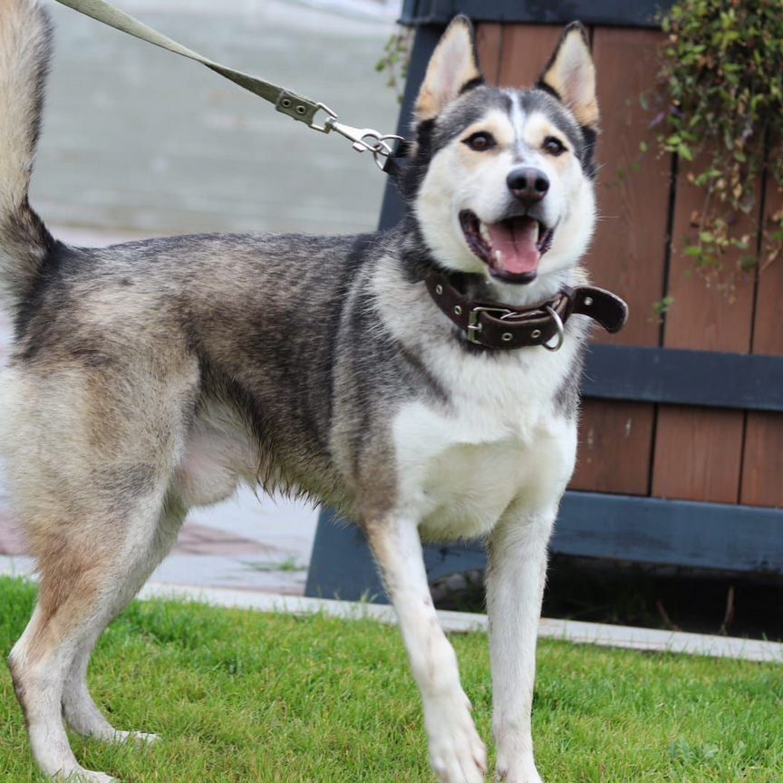 Сибирский хаски в добрые руки