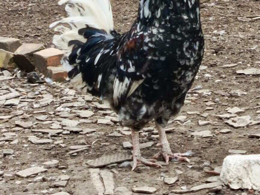 Петухи овстралорп