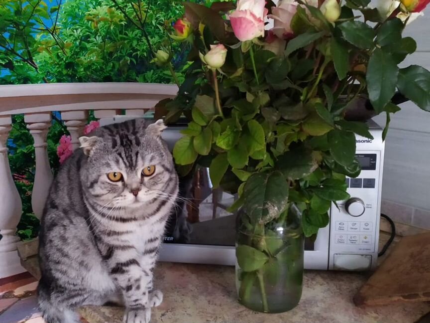 Кот скоттиш фолд
