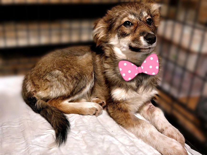 Пуговка в добрые руки