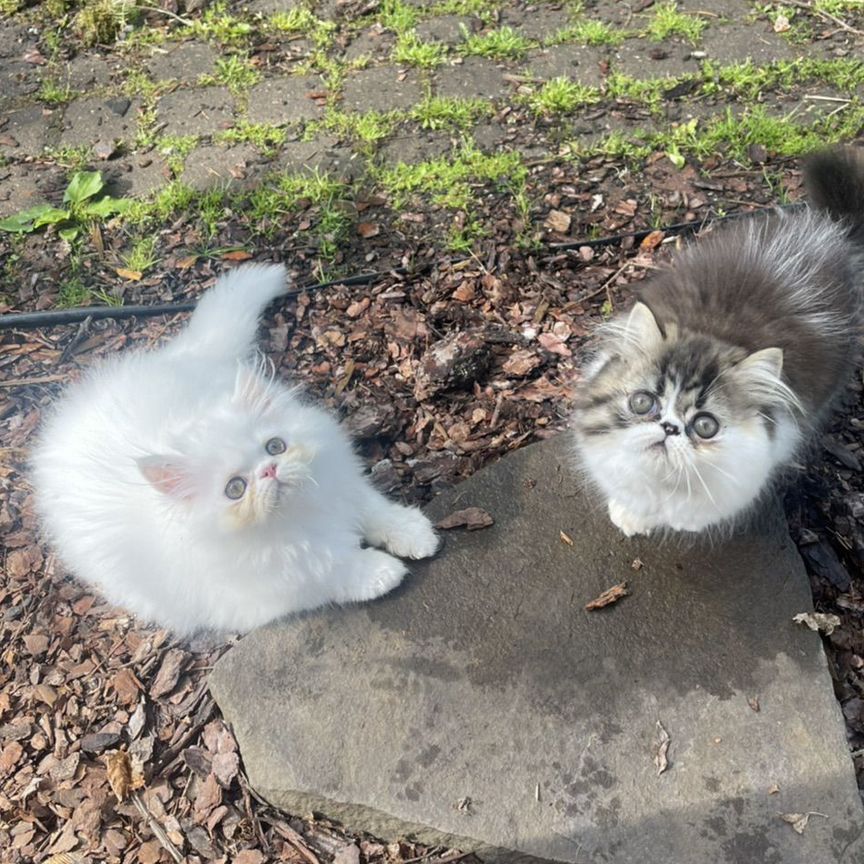 Котята персы
