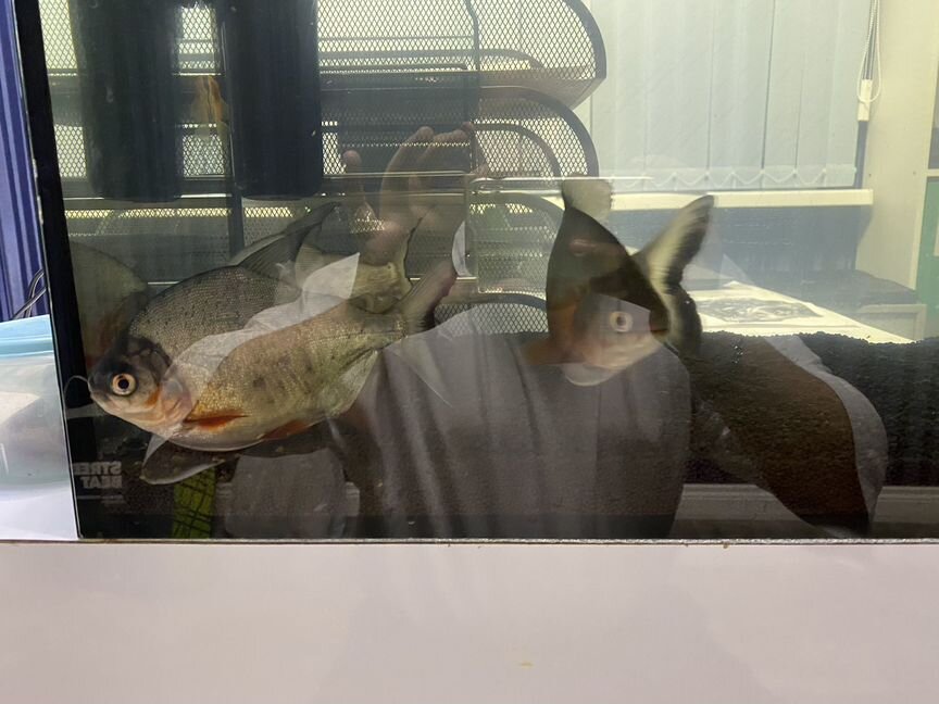 Пиранья рыба аквариум