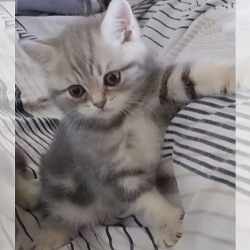 Шотландский прямоухий короткошёрстный котёнок