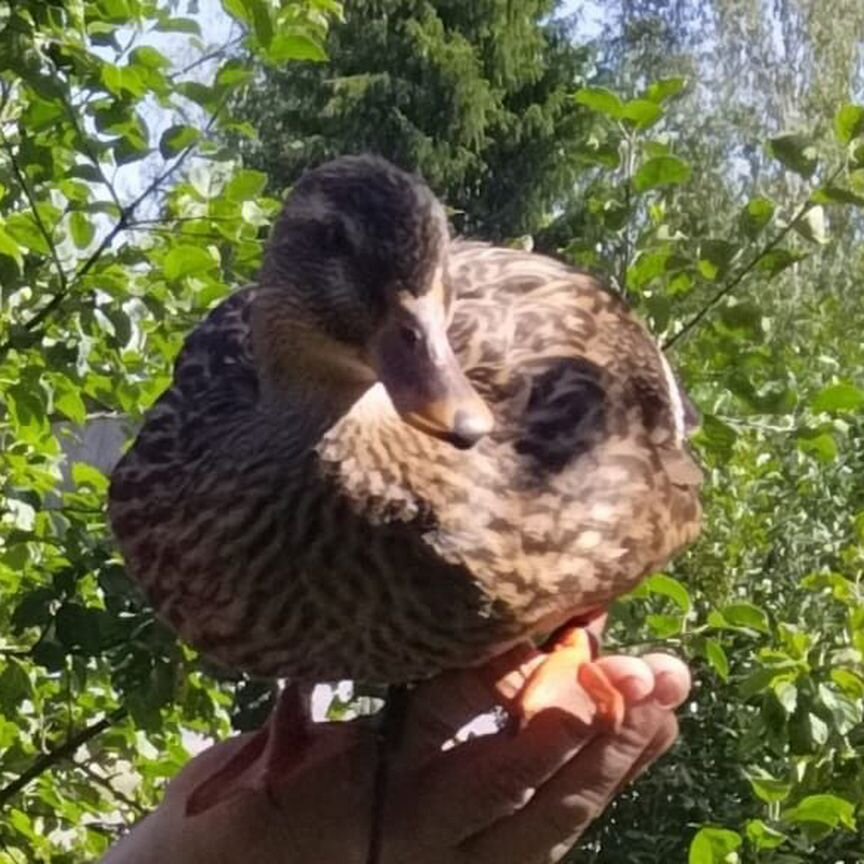 Утка подсадная для охоты